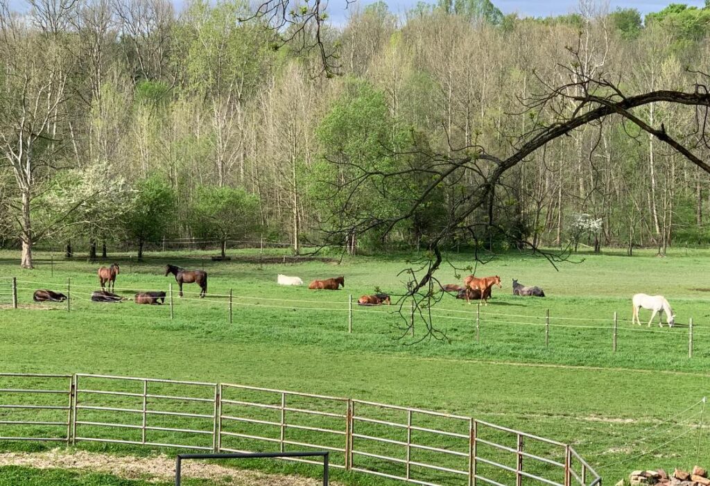 Release Forms - Rising River Farm
